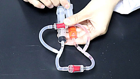 科学实验:教你观察人体血液循环模拟实验,你也快试试