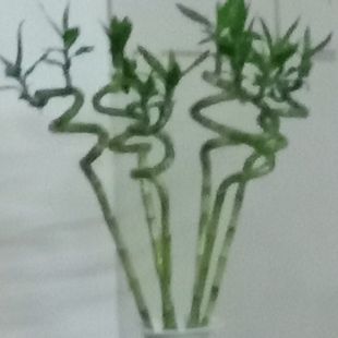 安稳的怀阿特君 