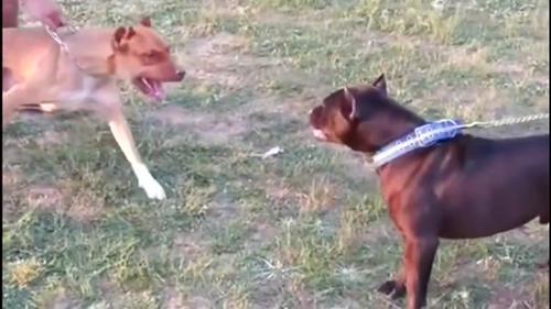 比特犬恶名在外不是虚的,不抓住绳子早就干架了!