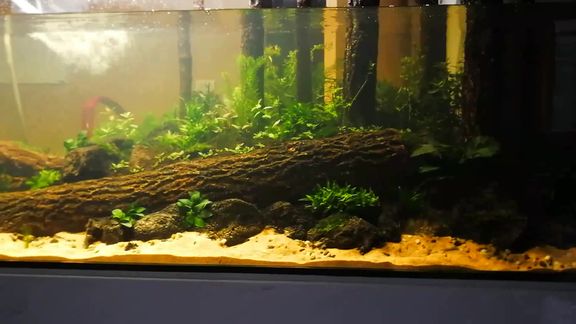 3米大缸的森林造景,建缸初期～