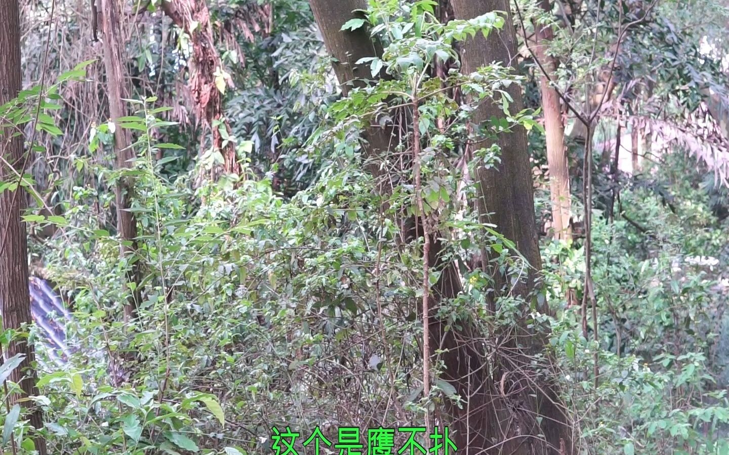虎刺楤木