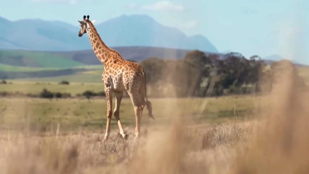 丛林动物世界 第11集 长颈鹿