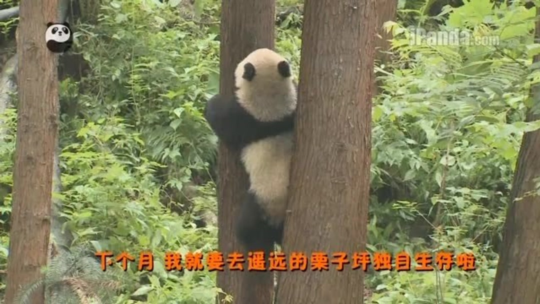 熊猫物语_张想成长历程