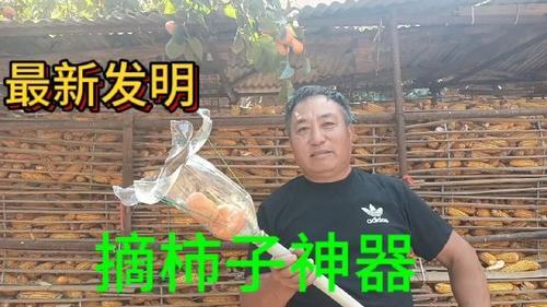 乡村摘柿子神器历害了,一个空瓶穿入四条细绳,一拉一松轻松搞定