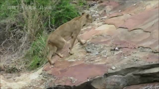 《狮子王》动画荣耀石的原型地:狮群...