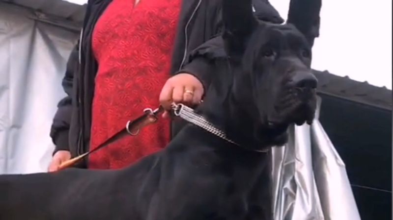 农村人养出体型最大的狼犬，墨界黑狼犬，镇宅辟邪