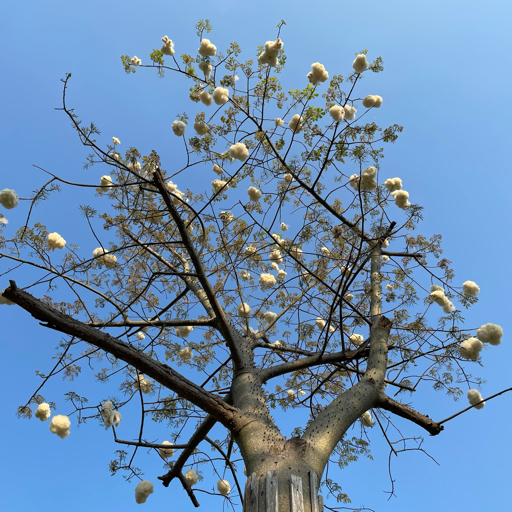 雪花花花花下了 