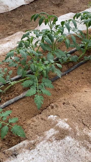 沙子没有损耗,可以循环多年使用,同比其他基质种植成本低