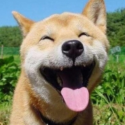 怪蜀黍的菊花茶 