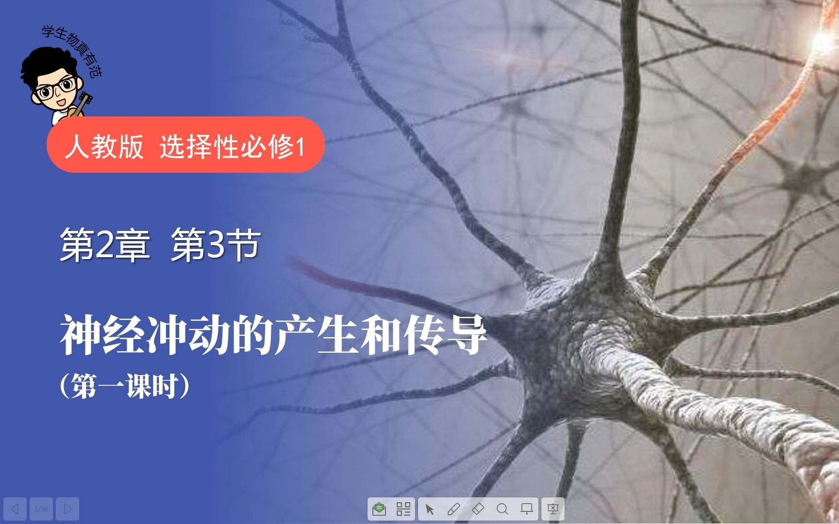 2.3神经冲动的产生和传导 第1节课