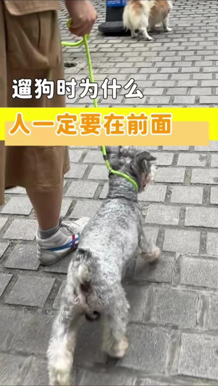 ...案例让你明白人狗位置的影响有多大,解决狗狗暴冲问题#训犬 #遛狗