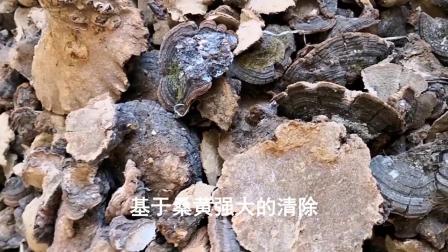 桑黄的功效与作用,野生桑黄的功效与作用,野生桑黄的价格(3)