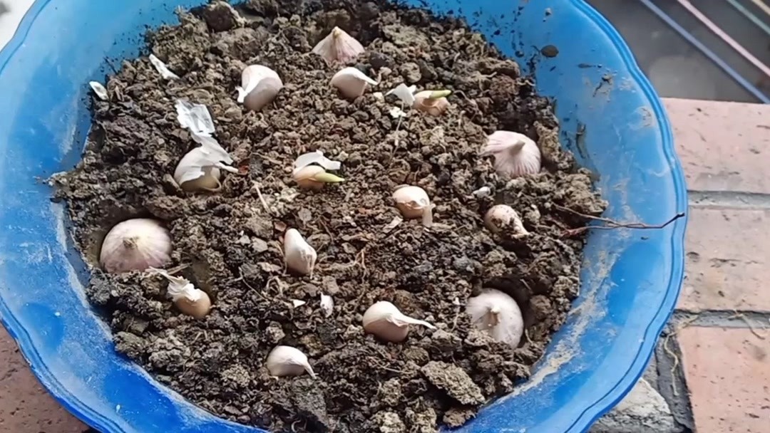 自己动手,丰衣足食,变废为宝,阳台种蒜苗!