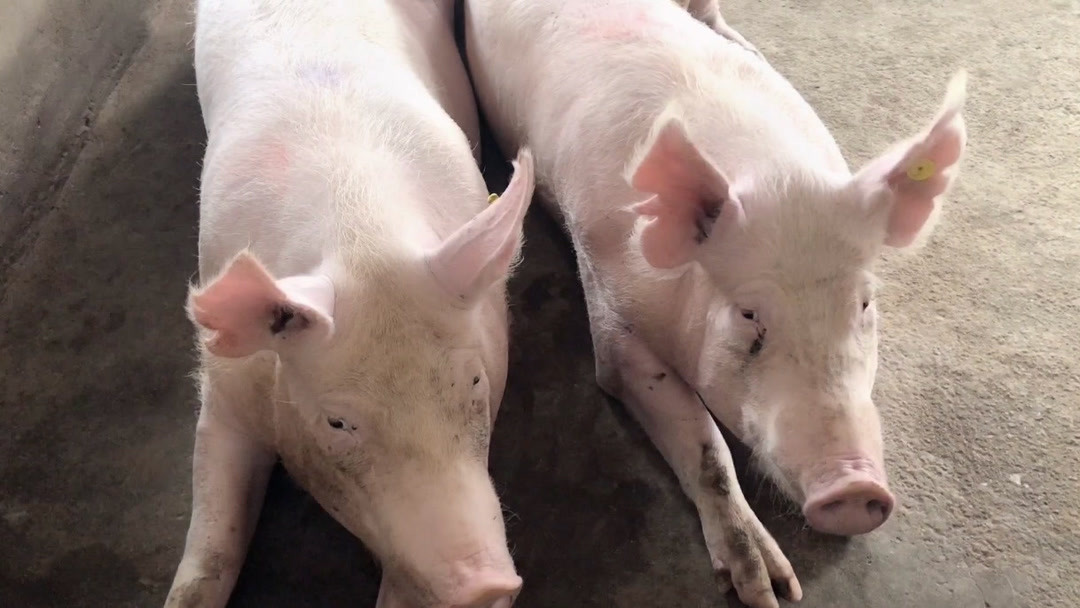 记住这个顺口溜,一分钟识破猪伪狂犬,养猪朋友快快收藏啦!