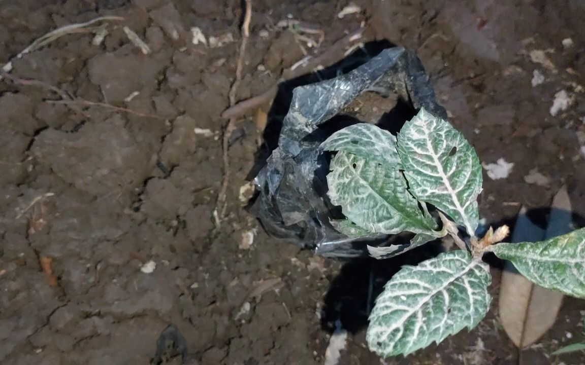 枇杷树的种植技术和枇杷树苗的栽培方法