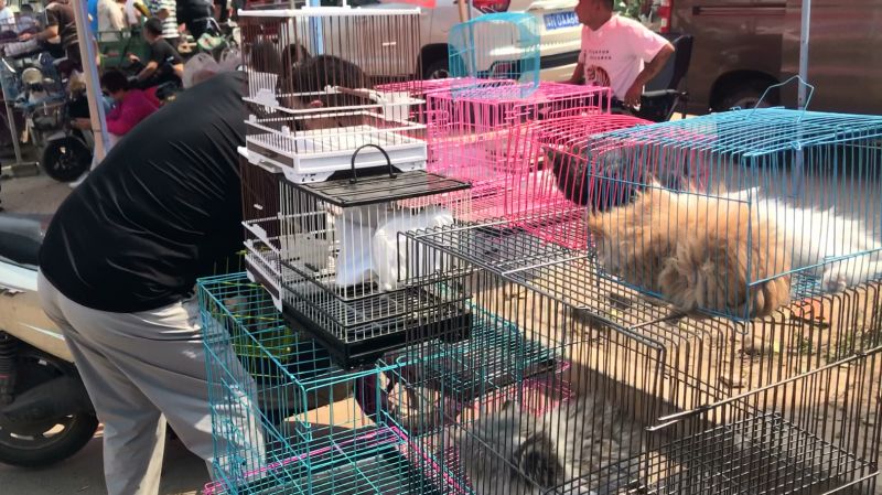 焦作农村猫市场,价格从10块到上百不等,你能看出它们的区别吗