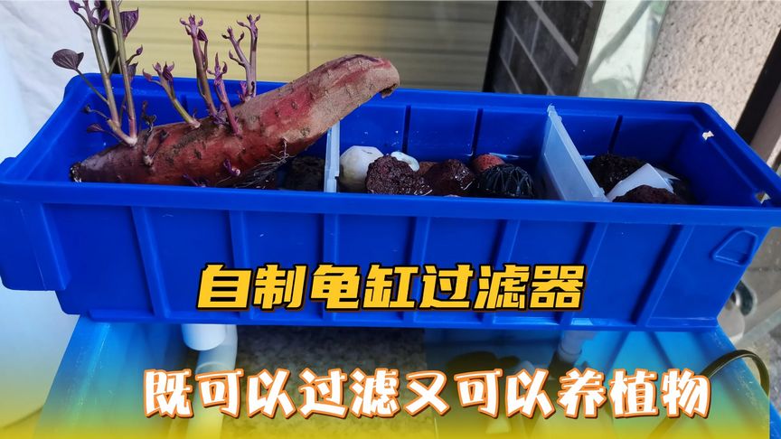 简单易学自制龟缸过滤盒,既可养龟又可以水培植物,两全其美