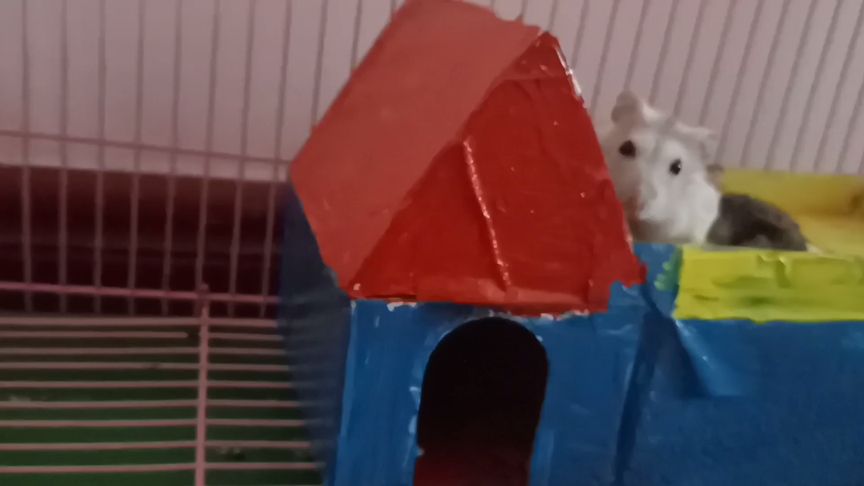 自制仓鼠豪华别墅,带游泳池(洗澡),两房。兄弟俩玩的带劲!