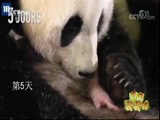 [新闻袋袋裤]法国:动物园制作熊猫30天成长视频