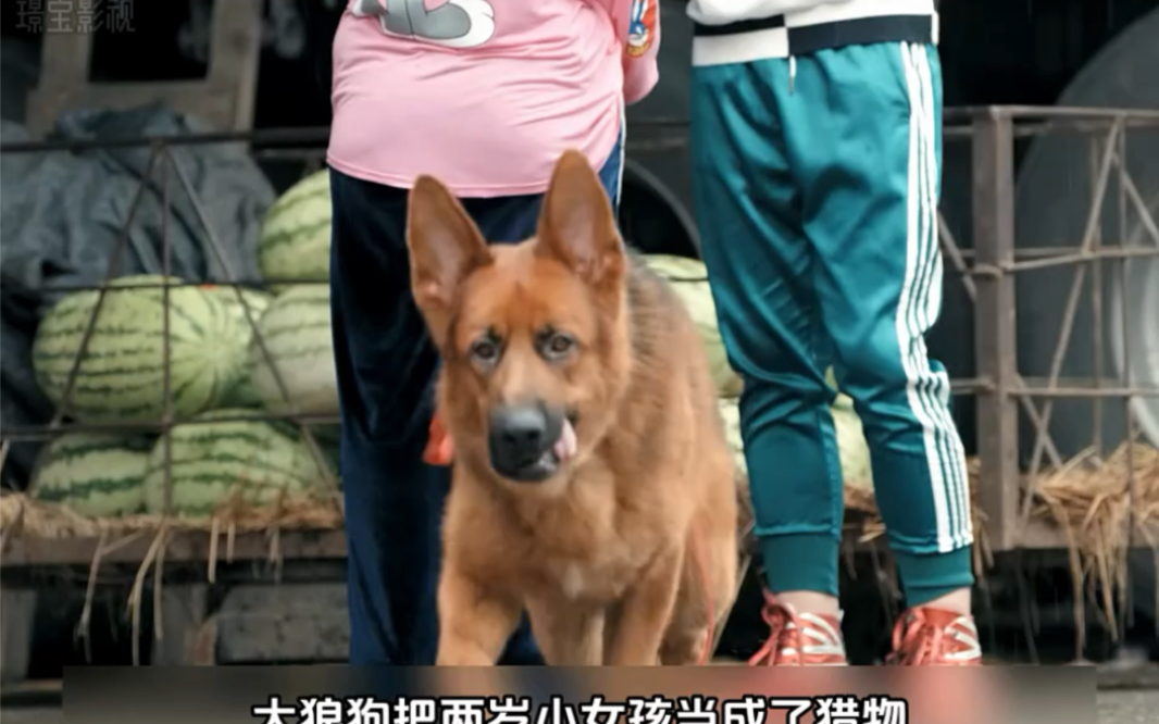 战功赫赫的搜救犬一辈子只认一个主人,看到最后当场泪目了。