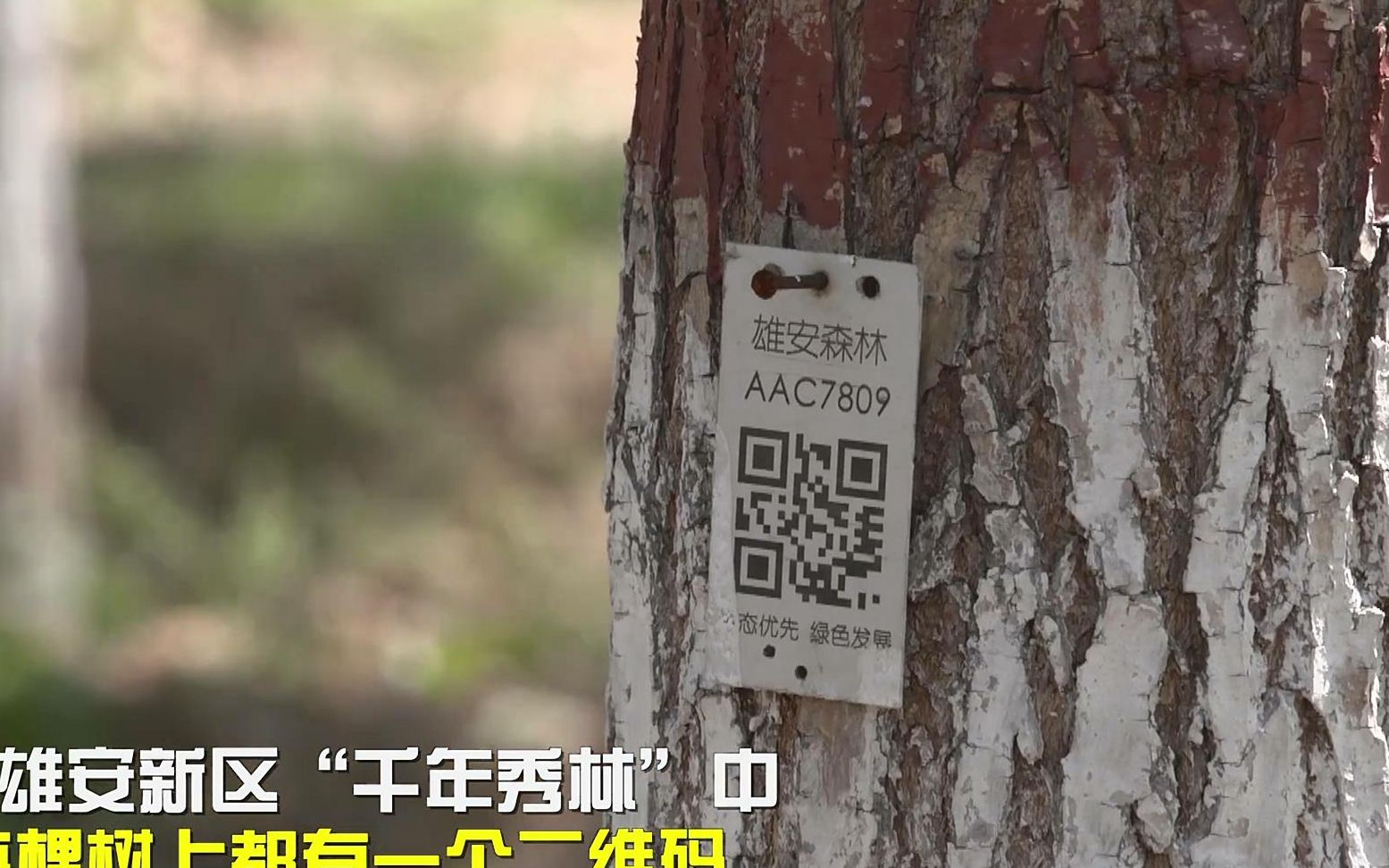 “千年秀林”打造数字森林,每棵树都有自己的身份信息!