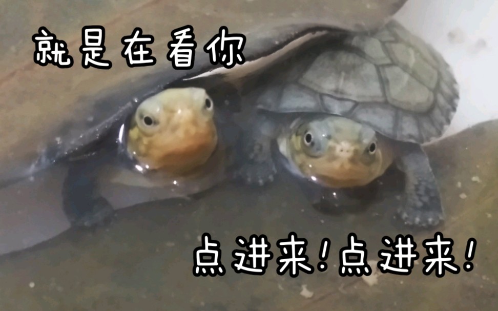 开箱拼多多买的四只小乌龟