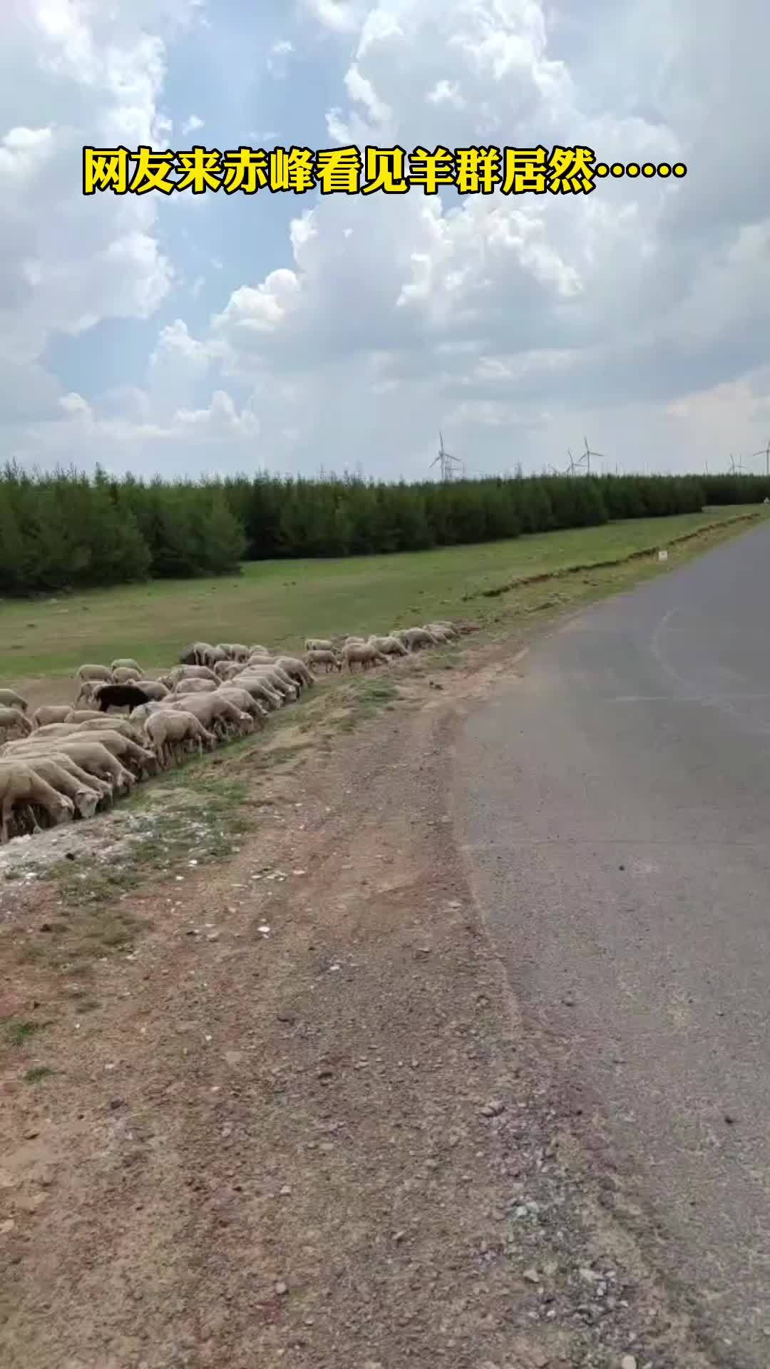 羊群这种想象不用确认眼神也知道是一枚吃货了!