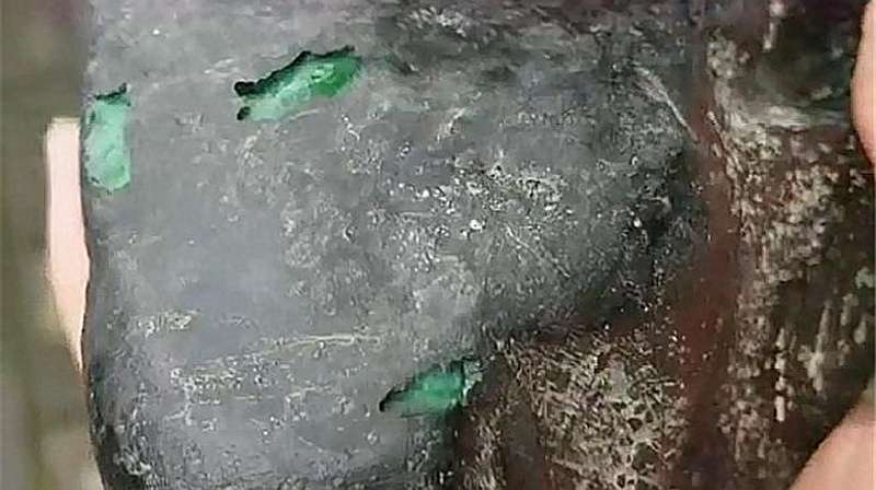 翡翠原石,你要的手镯在这里,就等开切了!