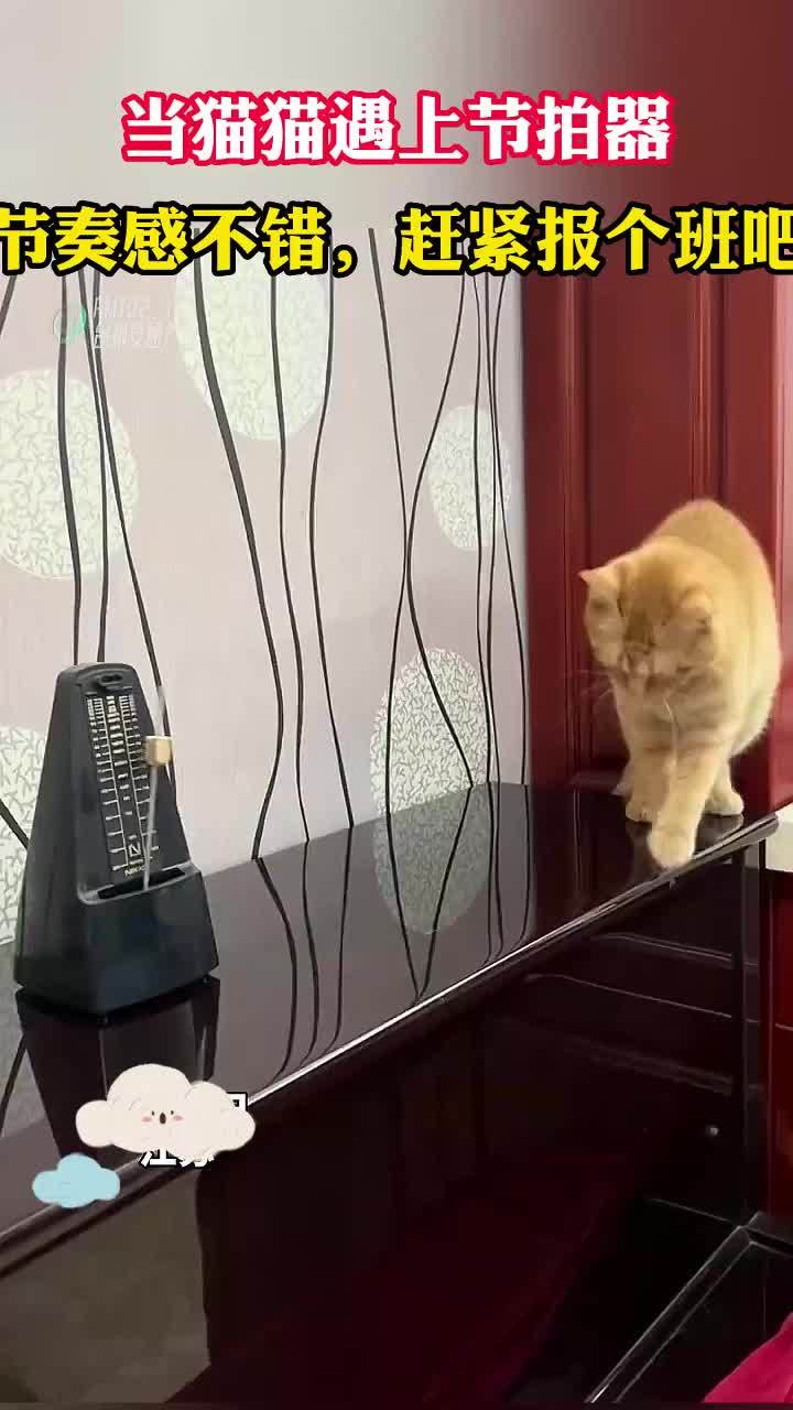 当猫猫遇上节拍器,网友:节奏感不错,赶紧报个班吧。