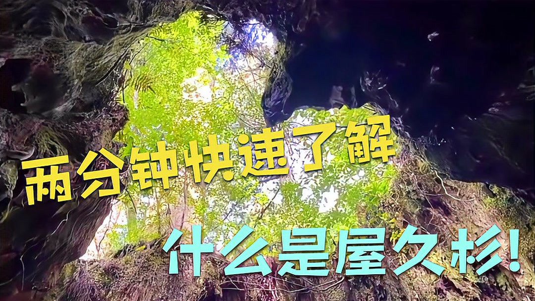 两分钟快速了解什么是屋久杉,屋久岛千年古杉森林黄金