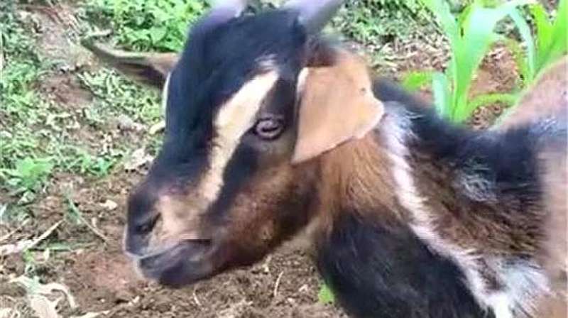 这个视频火了,现在羊的羊叫都成这样了吗 网友:好像在说话