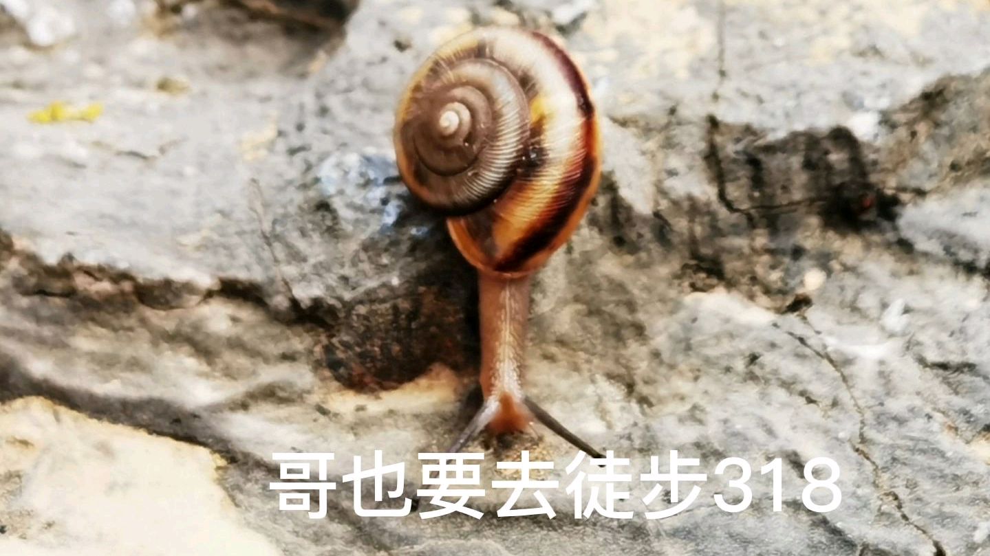 哥也要去徒步318,信不信由你,反正我是信了