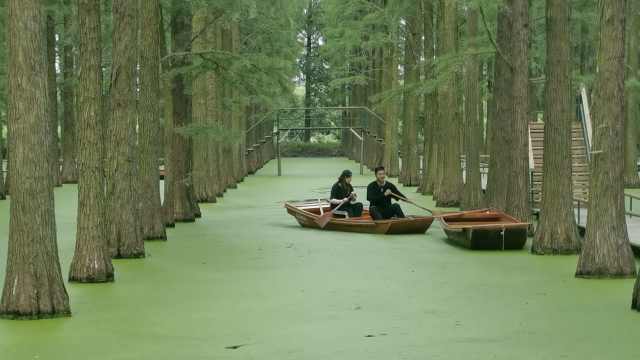 船在林中走,人在画中游!扬州这片水上森林宛如绿色童话世界