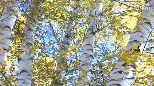 新疆美丽的白桦林