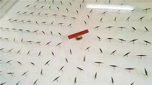 500个指南针放在一块,如果在中间放一块磁铁会怎样?画面太壮观