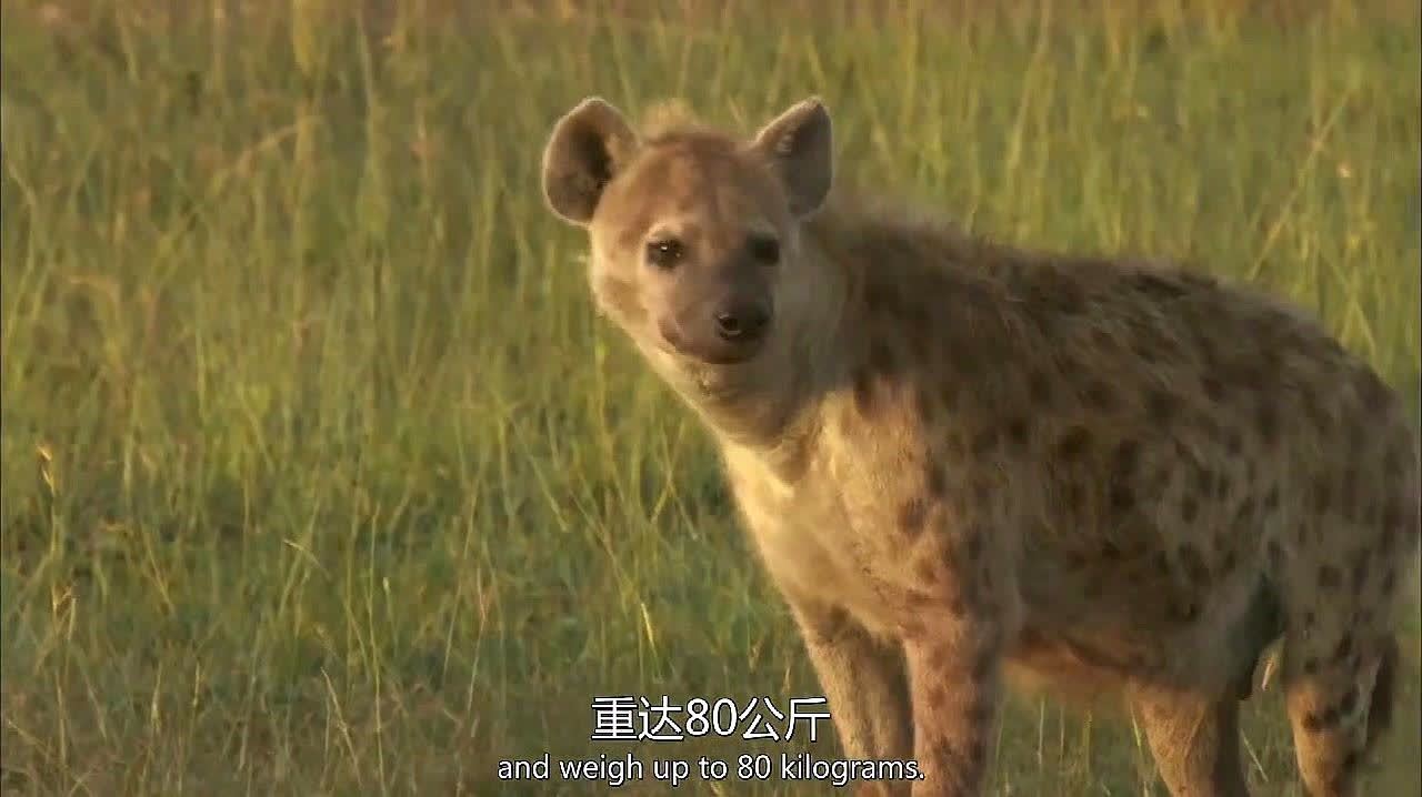 看一下斑鬣狗的特殊生活习性,怪不得它能稳居非洲二哥的位子