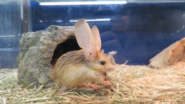 长耳跳鼠,外形奇特就像是外星物种,耳朵比脸还长