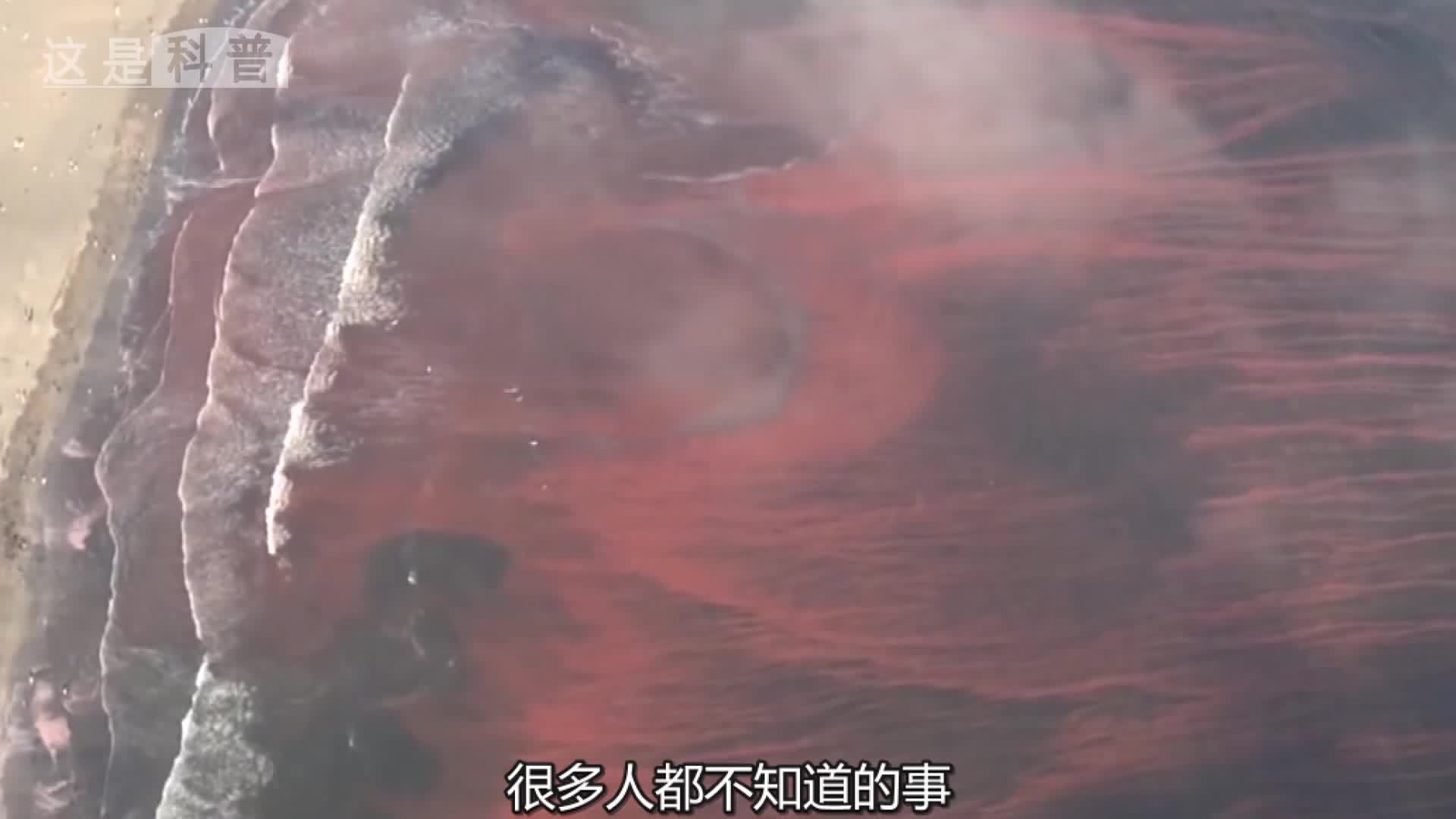 千年不遇的奇观"血海"出现频繁,美丽的背后却充满死亡的气息!