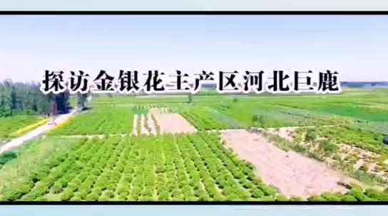 巨鹿金银花荣获国家地理标志产品专用标志