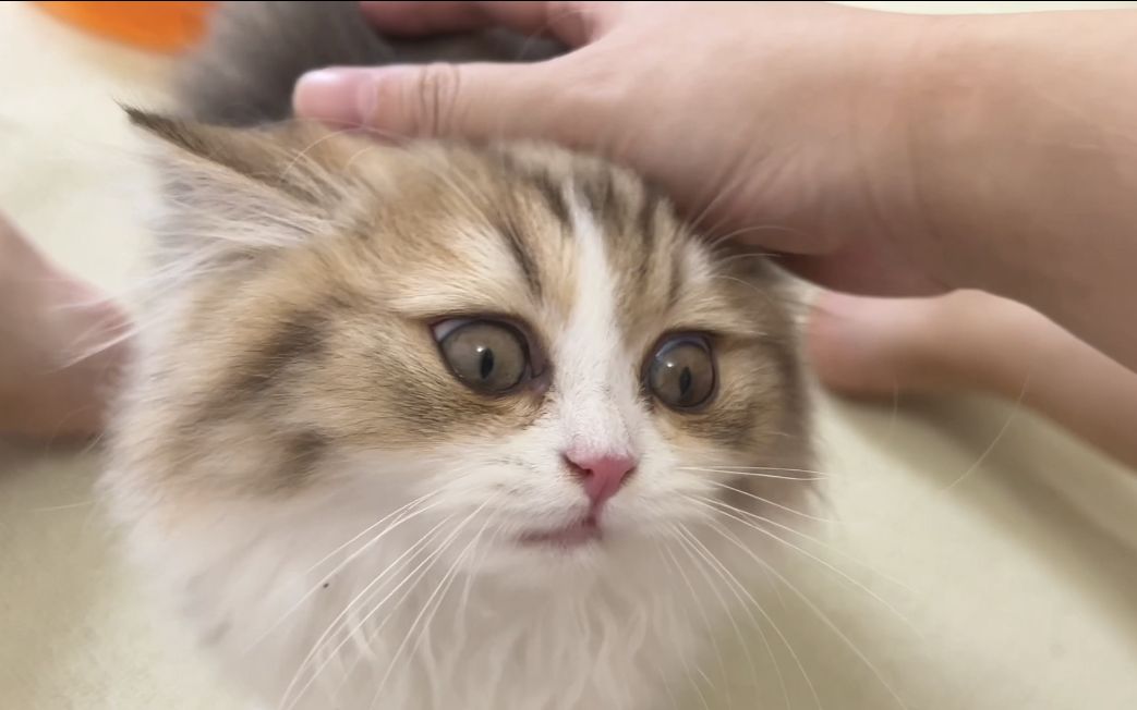 见过这么会撒娇的小猫咪吗?