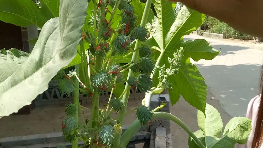 农村常见的这种植物,你知道它的功效和作用吗