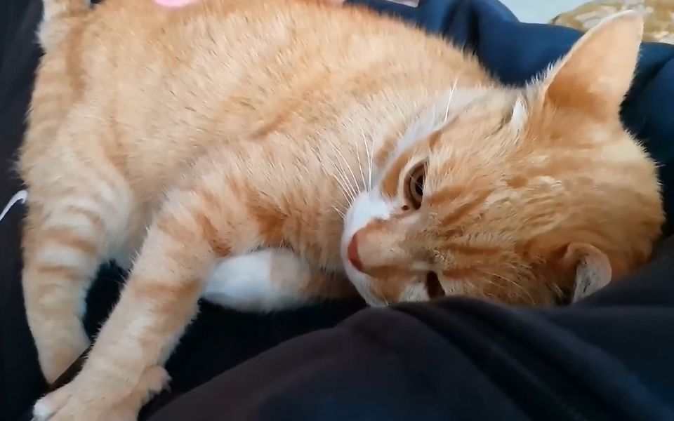 猫咪超喜欢你的几种表现