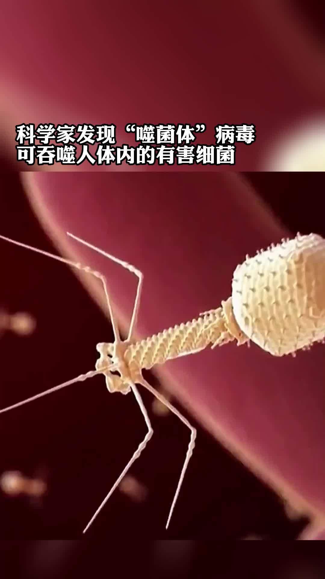 科学家发现"噬菌体"病毒,可吞噬人体内的有害细菌