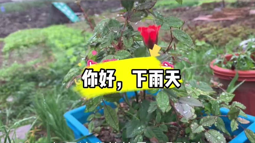 让你看见我的世界#vlog日常 #我家小院 #对生活多一份热爱