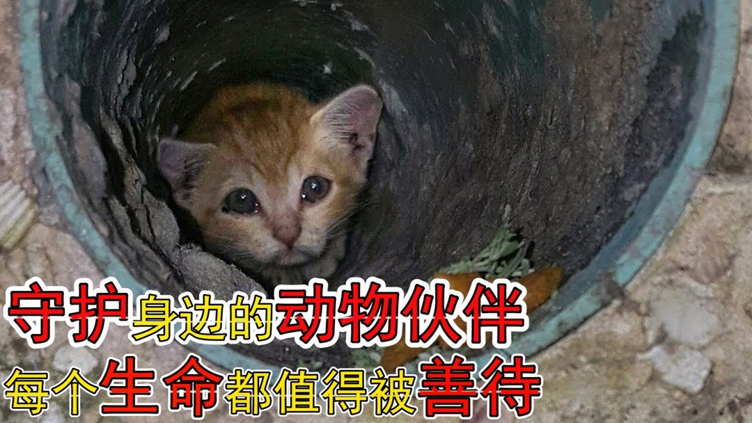 纪录片:一起守护流浪动物,每个生命都值得被善待