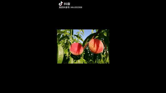 农业产业结构调整,果园