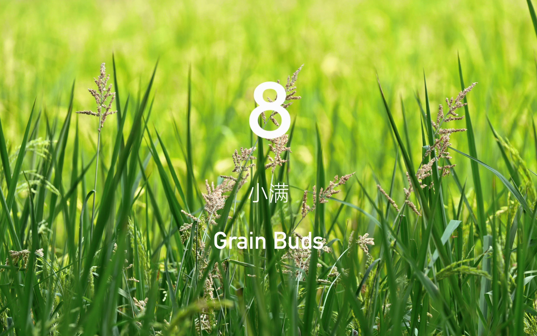 节气小满|满是期待,小是规戒,满是空的过程,人生小满,不自满,知不足!