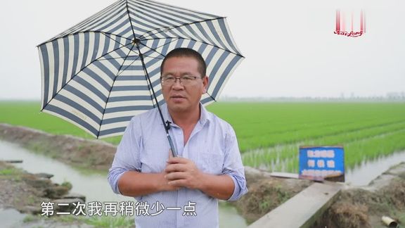 你很幸运,在水稻生长的季节里看到这个视频