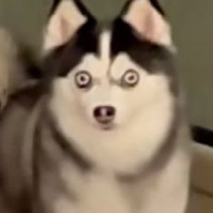 千冬冬冬冬呀 