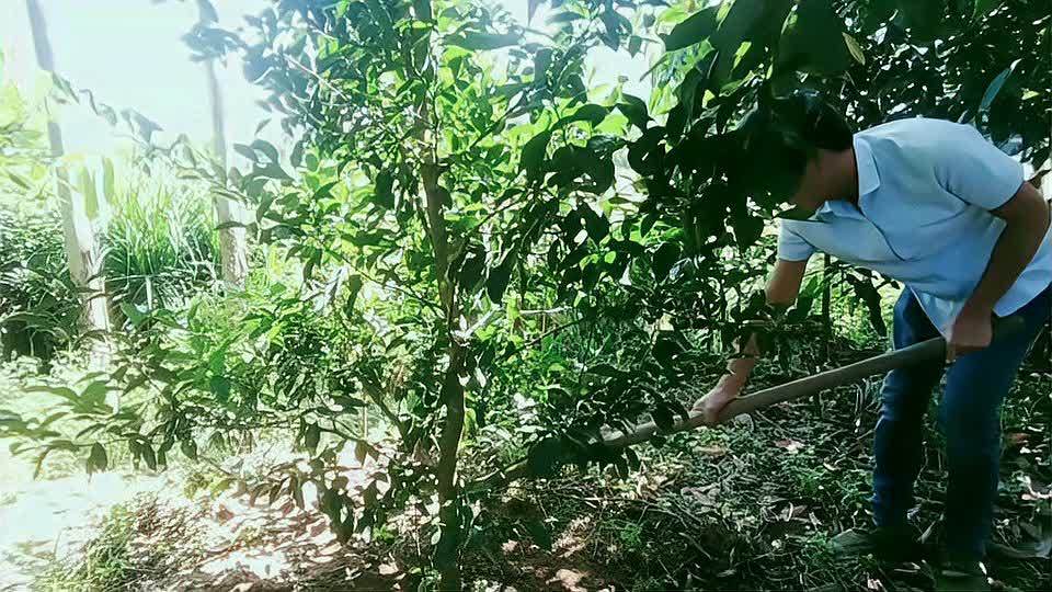 农村小伙种植了70多棵东魁杨梅树,长大后感觉不像是东魁杨梅